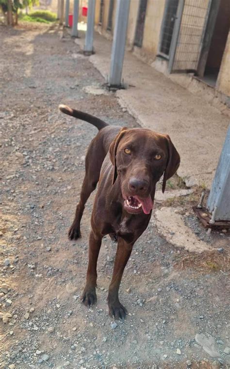 Bobbie 18 Month Old Female German Pointer Available For Adoption