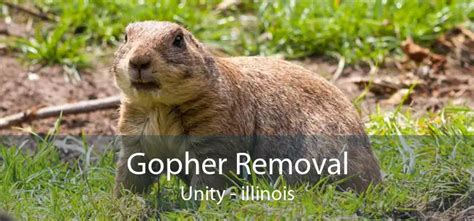 Gopher Removal In Unity Safe And Effective