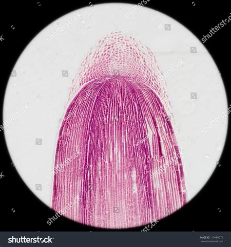 Education Science Botany Micrograph Plant Root Tip Tissue Cell Magnification 50x Stock Photo