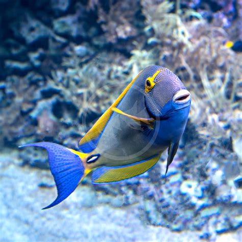 Dussumieri Tang
