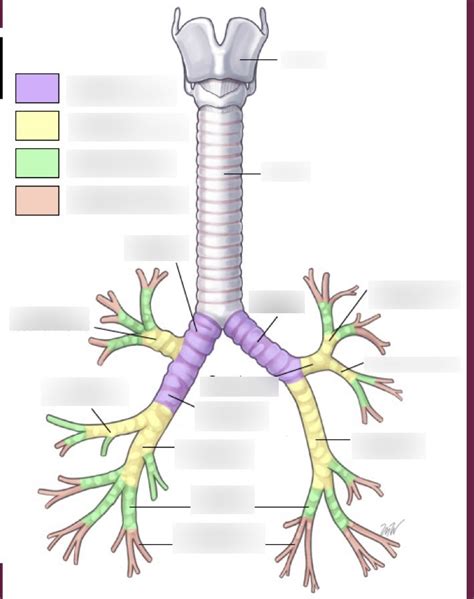 Segmental Bronchi
