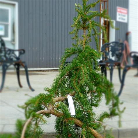 Pinus Banksiana Uncle Fogy From Nvk Nurseries