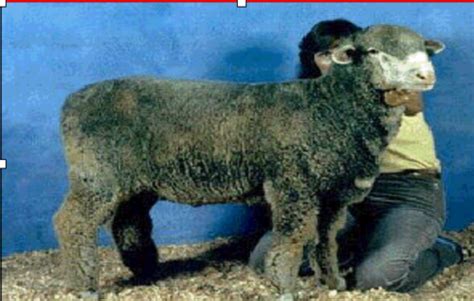 ANSC Final ID Flashcards Quizlet