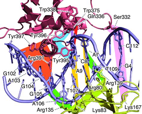 the 3d structure of the wild type quaternary complex focusing on the