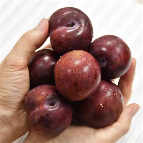 농민의마음 농민의마음 검은자두와 붉은체리의 결합 맛있는 체리자두 체리 자두 Facebook