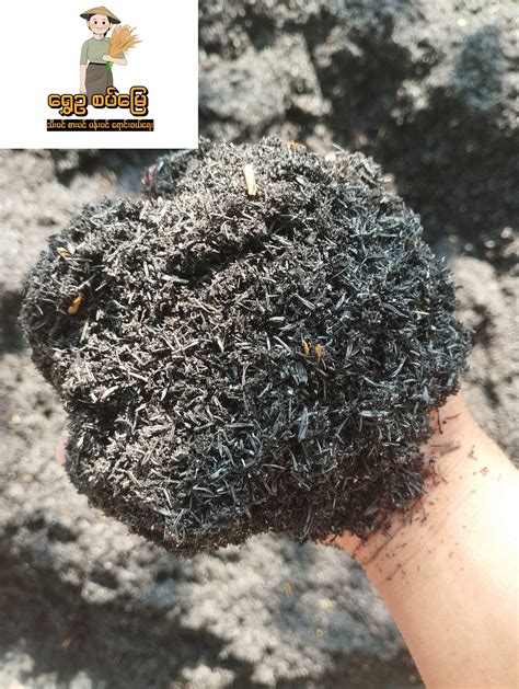 မင်္ဂလာပါရှင် ပုသိမ်မြို့ကပါ ရွှေဥရဲ့ထူးရှယ် ၅ မျိုးစပ် စပ်မြေဆွေးလာပါပြီရှင် ကောင်းစွာဆွေးမ