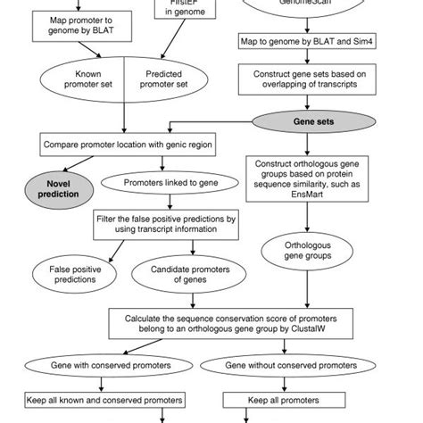 Flowchart Of The Pipeline To Construct The Promoter Database Download