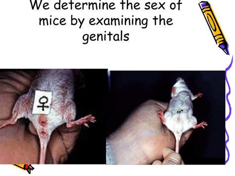 Ppt Weaning Mice Powerpoint Presentation Free Download Id