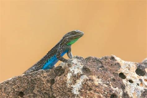 19 Species Of Lizards In New Mexico Wildlife Informer