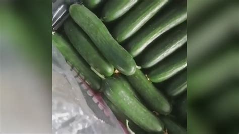 خیار صادراتی صیفی جات