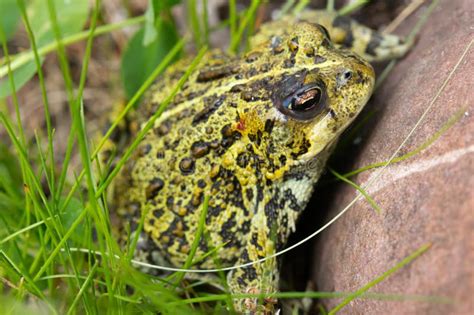 Boreal Toad Is Sitting In Grass At The Rock In The Summer Garden Stock