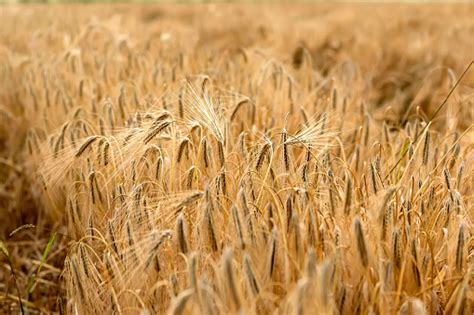 골드 밀 필드 아름다운 자연 일몰 풍경 초원 밀 필드의 숙성 귀의 배경 위대한 수확과 생산적인 종자 산업의 개념 0명에 대한 스톡 사진 및 기타 이미지 Istock