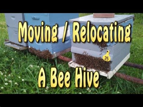 Do S And Donts With Moving Complete Bee Hive