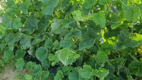 양평농사참외터널수확멍구독귀촌꿀팁좋아요초보농사주말농장농부자연친환경농막열심히설명키우기농작물방법놀기놀이터힐링여유건강황금기다림경험