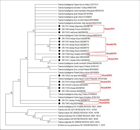 evolutionary analysis of a cox1 gene fragment using the maximum