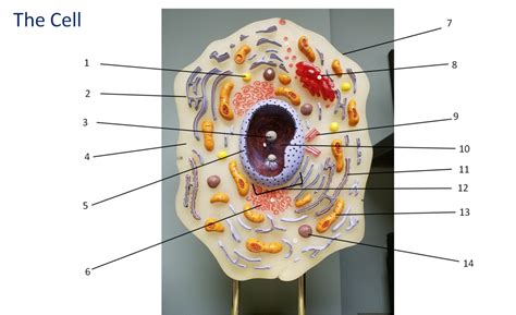 A And P Lab The Cell Diagram Quizlet