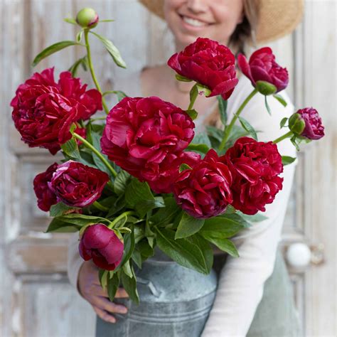 Peony Bulbs Old Faithful Flower Bulbs Eden Brothers