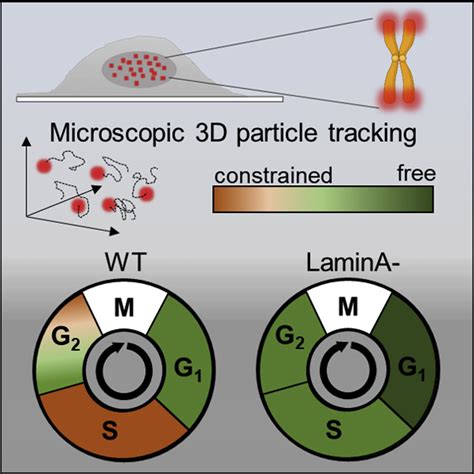 Quantifying Cell Cycle Dependent Chromatin Dynamics During Interphase