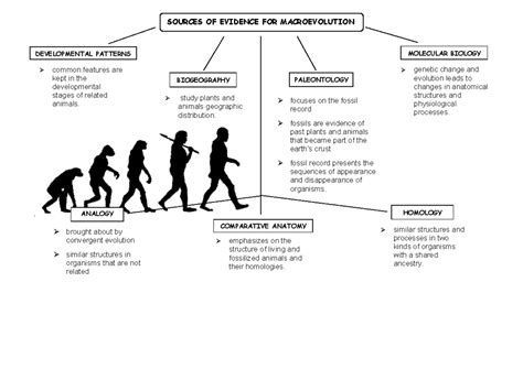 Fossil Evidence For Macroevolution At Alice Mize Blog