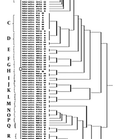 dendrogram of p aeruginosa based on rep pcr analysis isolates are