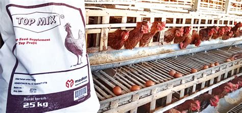 Feed Supplement For Improving Eggs Quality Medion Farma