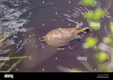 Swimming Spiny Softshell Turtle Stock Photo Alamy
