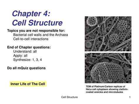 PPT Chapter 4 Cell Structure PowerPoint Presentation Free Download ID 6903926