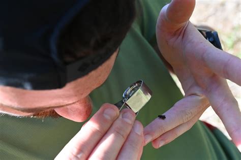 Malta Pollinator Monitoring Scheme Call For Citizen Scientists Era