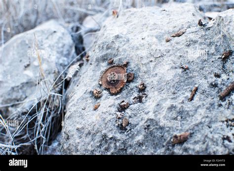 A Fossil In Limestone Stock Photo Alamy