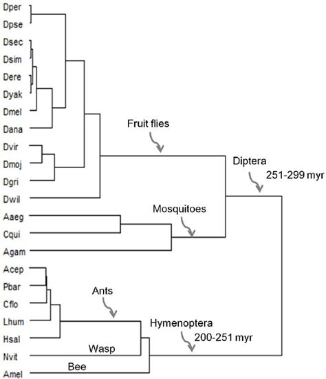 A Cluster Tree Depicting Codon Context Variation Among Insects The
