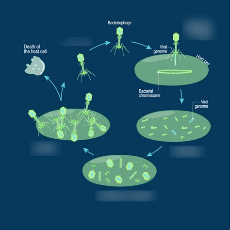 Viruses Diagram Quizlet