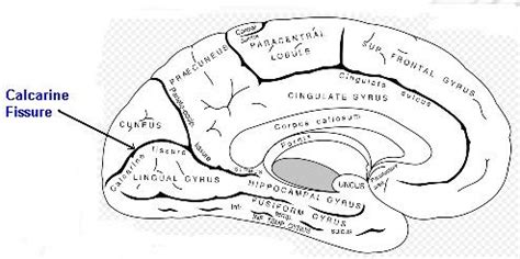 Science Natural Phenomena Medicine Calcarine Fissure