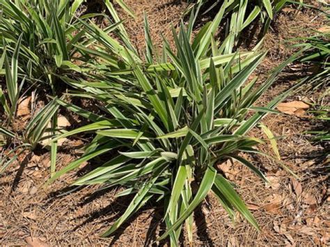 Flax Lily Gardening In The Panhandle