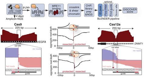 Las Mutaciones No Deseadas Off Target En La Edición Genética Con