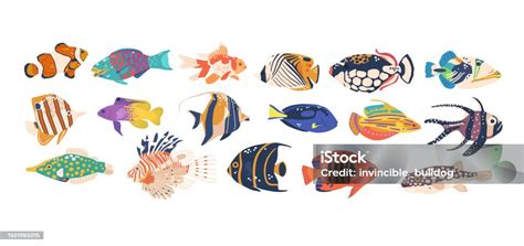 바다 물고기 광대 천사 나비의 다양한 세트 수중 생물의 아름다움과 다양성 일러스트레이션 물고기에 대한 스톡 벡터 아트 및 기타 이미지 Istock
