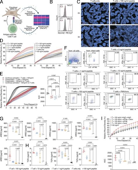 How Human Cd8 T Cells Promote Tissue Remodeling 🤔 John Gordon Posted