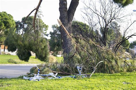 눈 폭풍 필로메나 후 마드리드의 산 이시드로 공원에서 쓰러진 나무 파괴 된 나무 깨진 가지 자연 재해 2021년에 대한 스톡 사진 및 기타 이미지 Istock