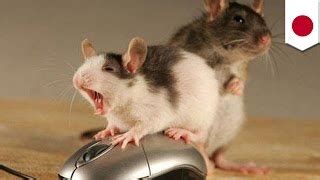 Mouse Sex R Wtfstockphotos