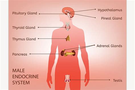 Endocrine Glands Diagram