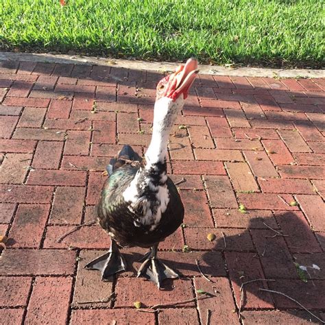 Ryan Baumgartner Youtube