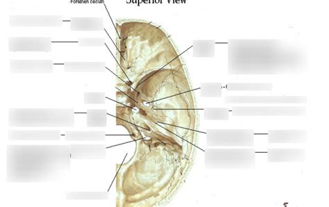 Diagram Of Cranial Fossa 2 Quizlet