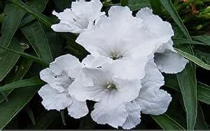 White Mexican Petunia 3 Live Plants Ruellia