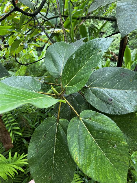Ficus Minahassae Moraceae