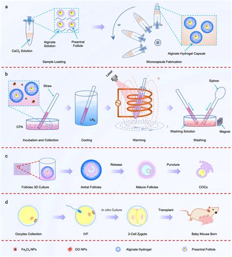 Microencapsulation And Nanowar [image] Eurekalert Science News Releases
