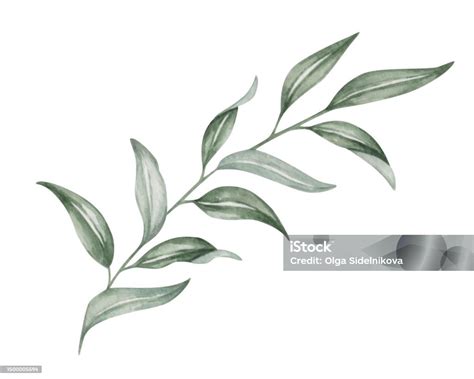 수채화 그림입니다 나뭇잎으로 손으로 그린 나뭇가지 올리브 가지 유칼리나무 버드나무 길고 뾰족하고 얇은 녹색 잎이있는 가지 식물 요소 배너를 위한 격리된 자연 클립 아트