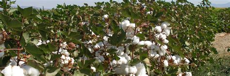 More Than 30 Years Active In Organic Cotton Fabrics And Products Bo
