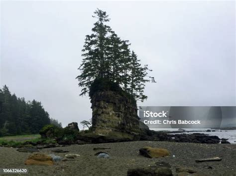 웨스트 코스트 트레일 밴쿠버 아일랜드 브리티시 컬럼비아 캐나다의 해변에 바다 스택 보기 0명에 대한 스톡 사진 및 기타 이미지