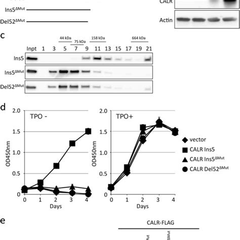 C Terminal Domain Of Calr Ins5 Mediates Intermolecular Interaction Download Scientific Diagram