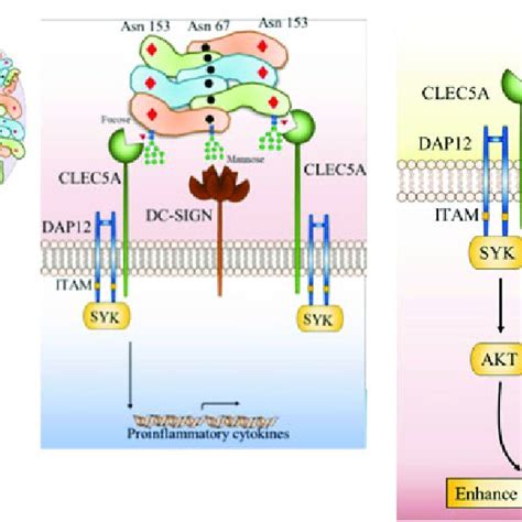 Function Of C Type Lectin In Microbial Infection In Insect Download Scientific Diagram