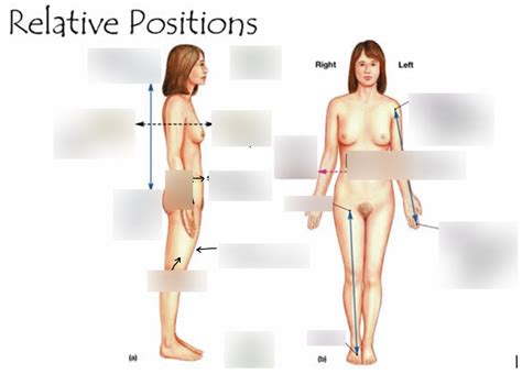 Diagram Of L Language Of Anatomy Quizlet